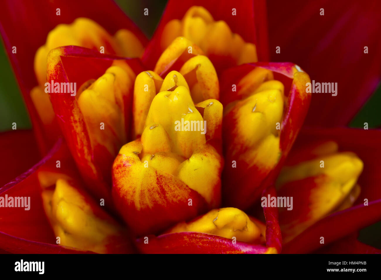 Red and yellow Beautiful Orchid Stock Photo - Alamy