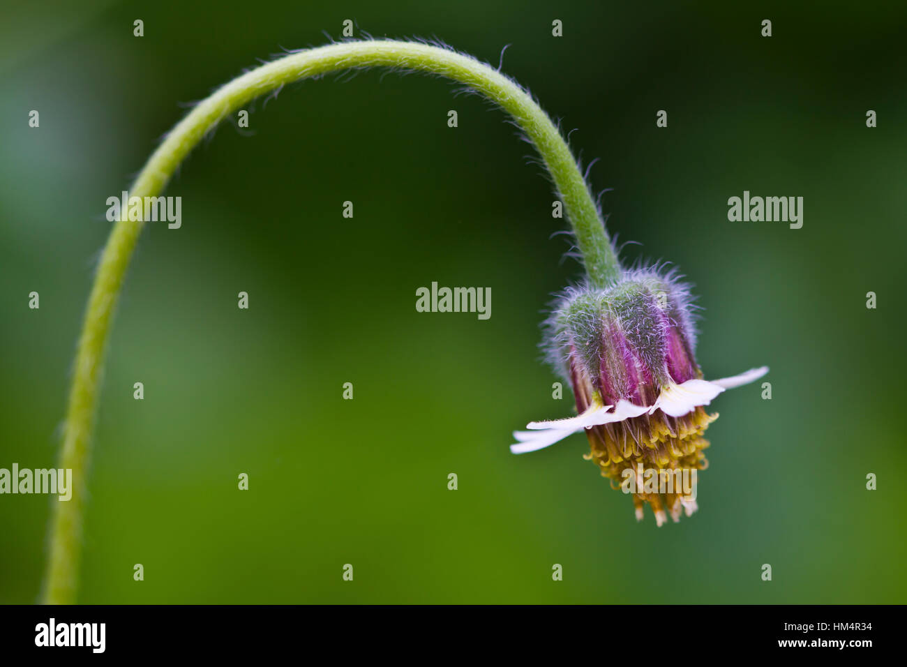 Bell lantern shaped flower hi-res stock photography and images - Alamy