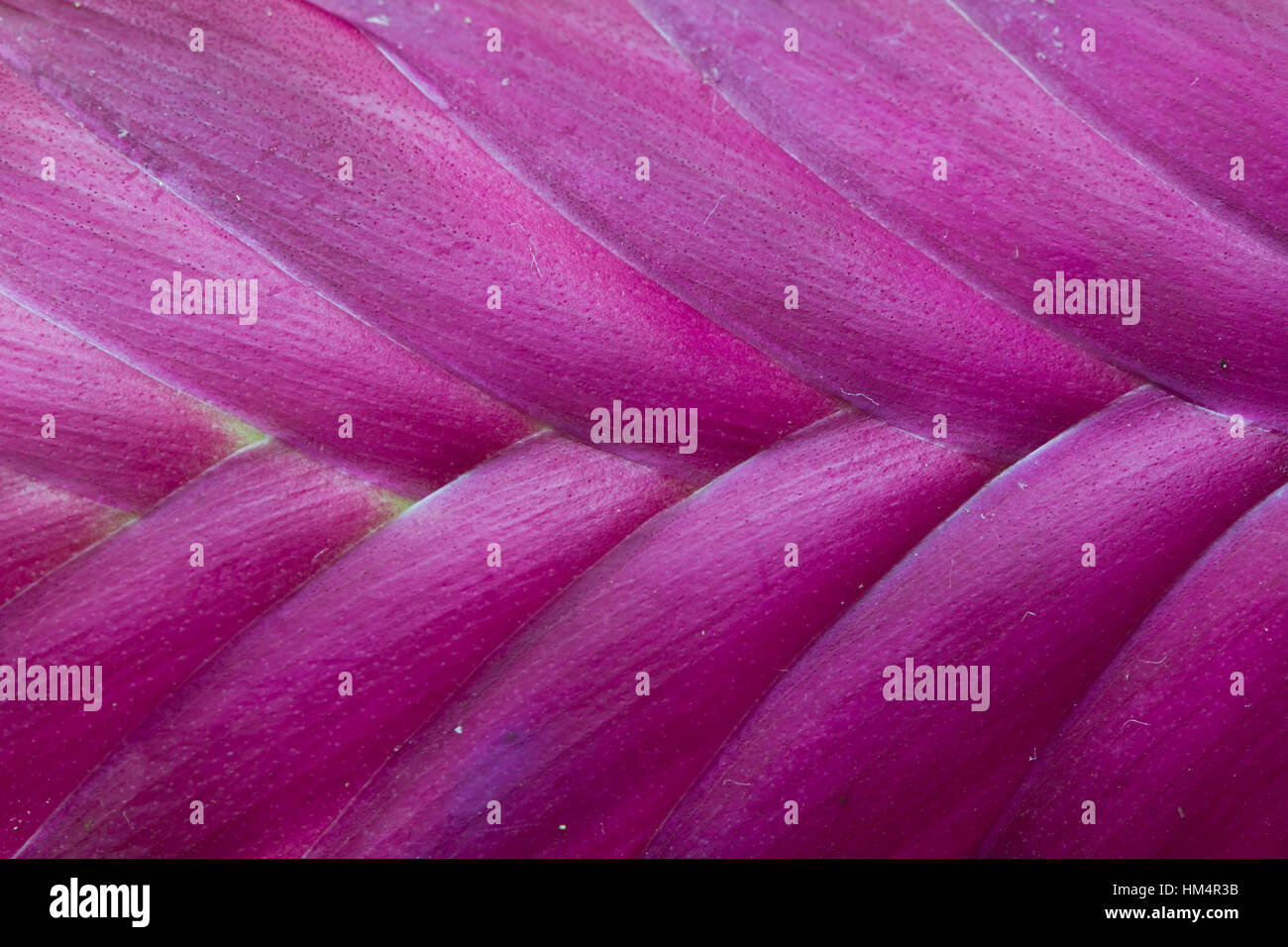 beautiful orchid texture Stock Photo - Alamy
