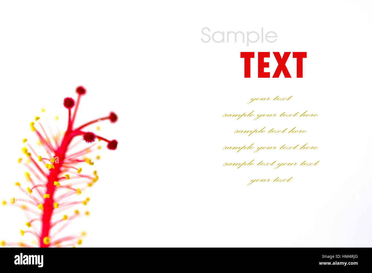 Beautiful red Pollen of flower isolated on white background Stock Photo ...