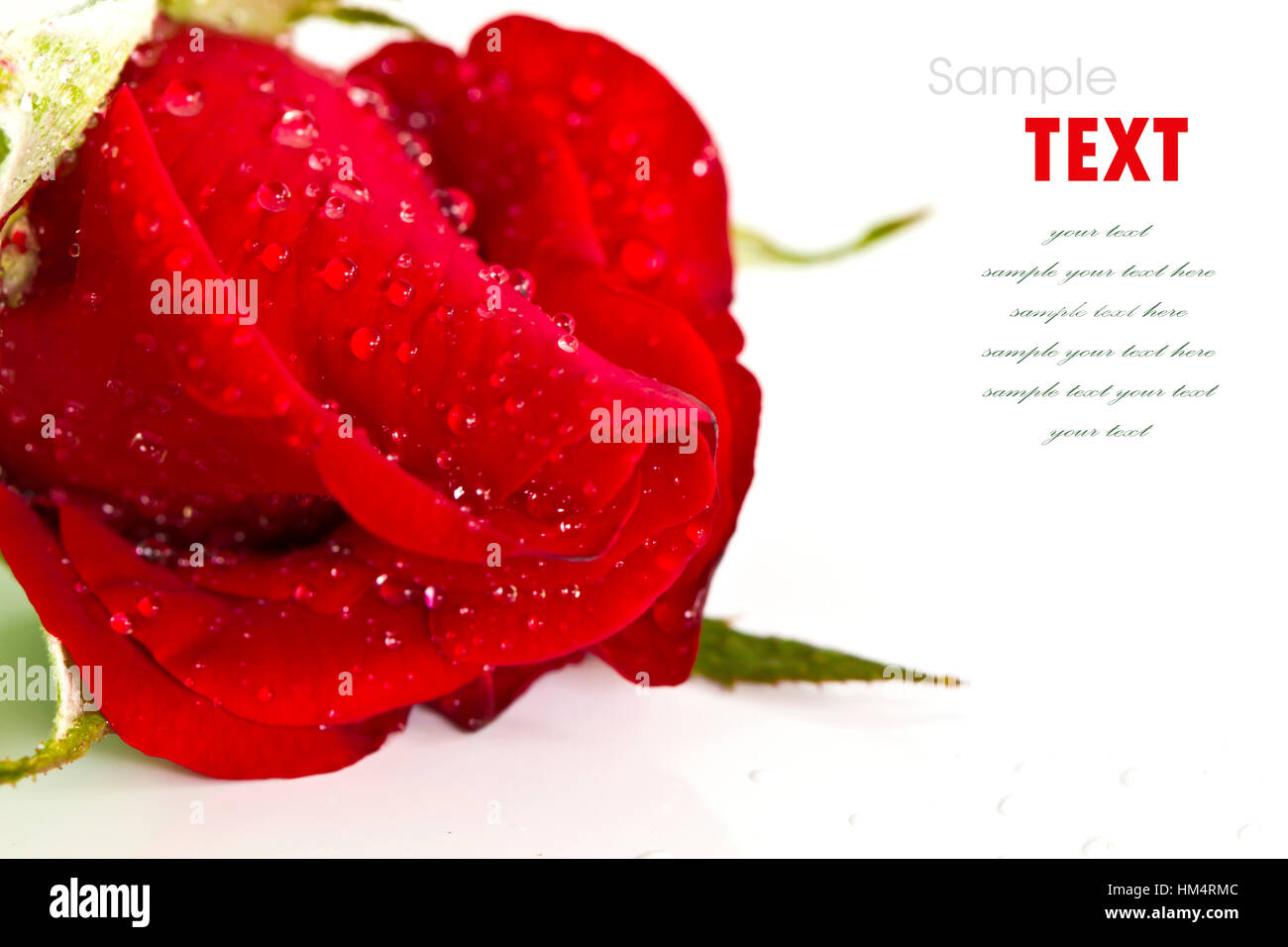 Beautiful red flower (Rose) isolated on white background Stock Photo ...