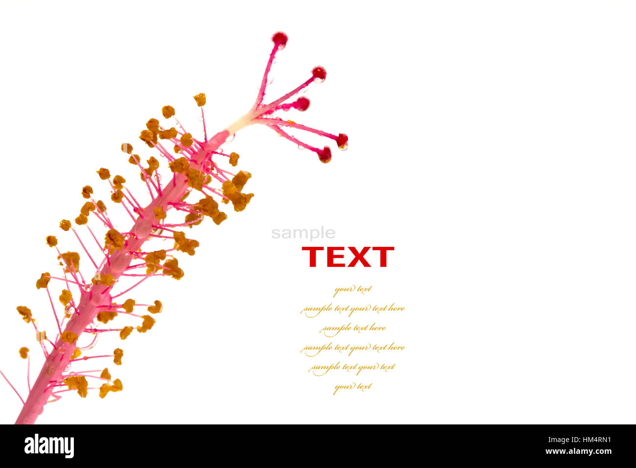 Beautiful red Pollen of flower isolated on white background Stock Photo ...