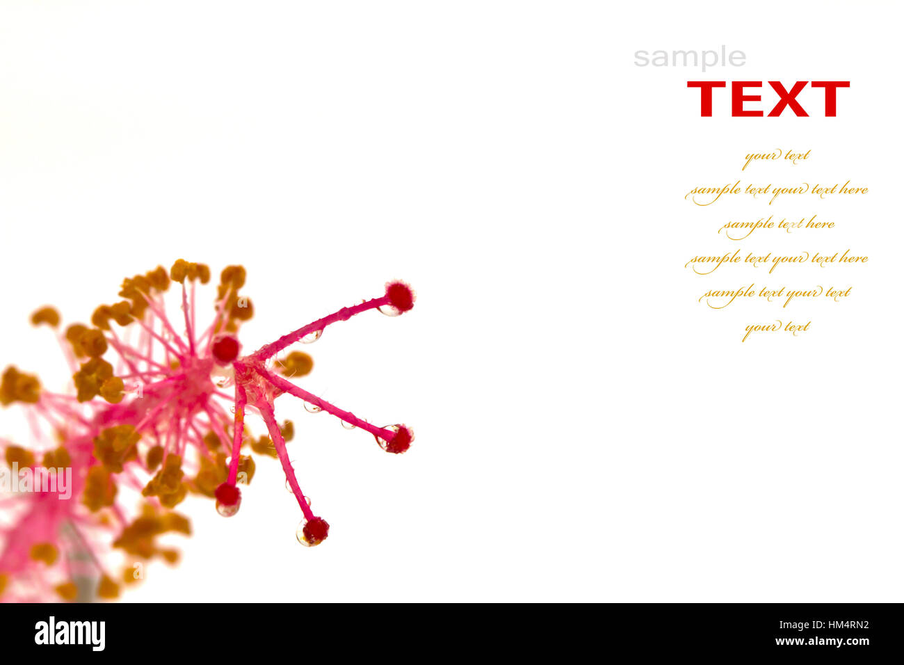 Beautiful red Pollen of flower isolated on white background Stock Photo ...