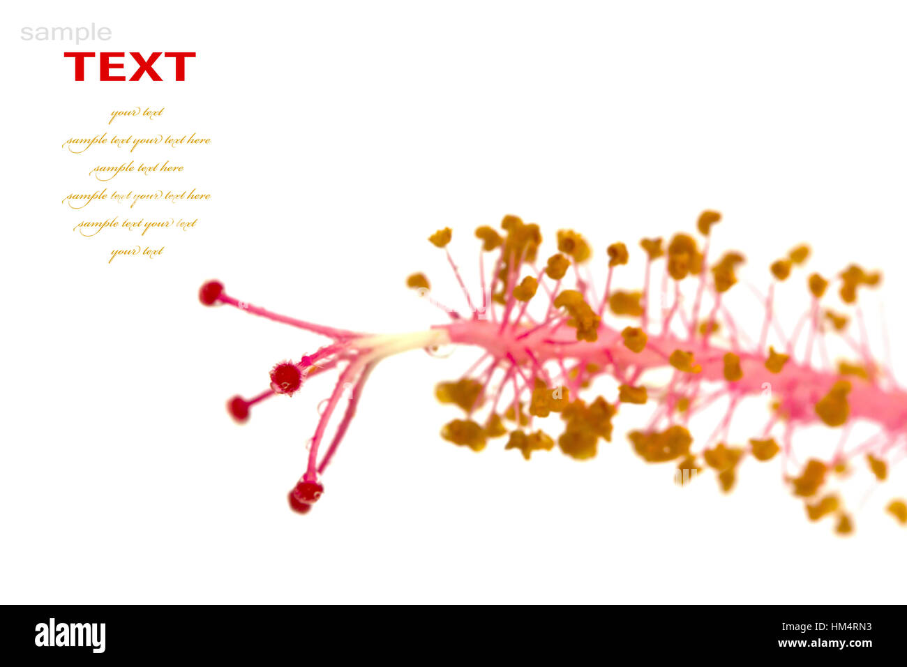 Beautiful red Pollen of flower isolated on white background Stock Photo ...