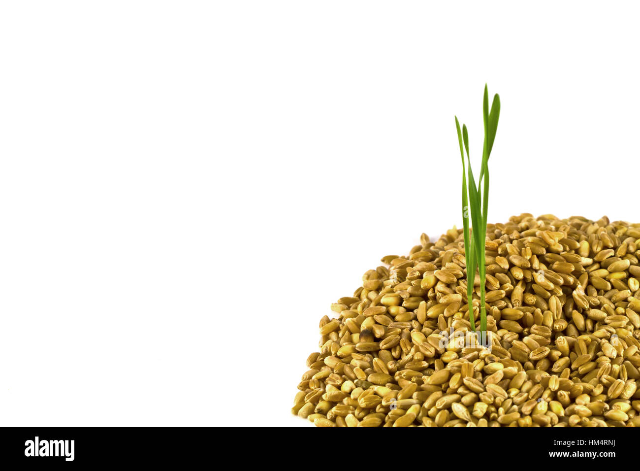 wheat isolated on white Stock Photo - Alamy