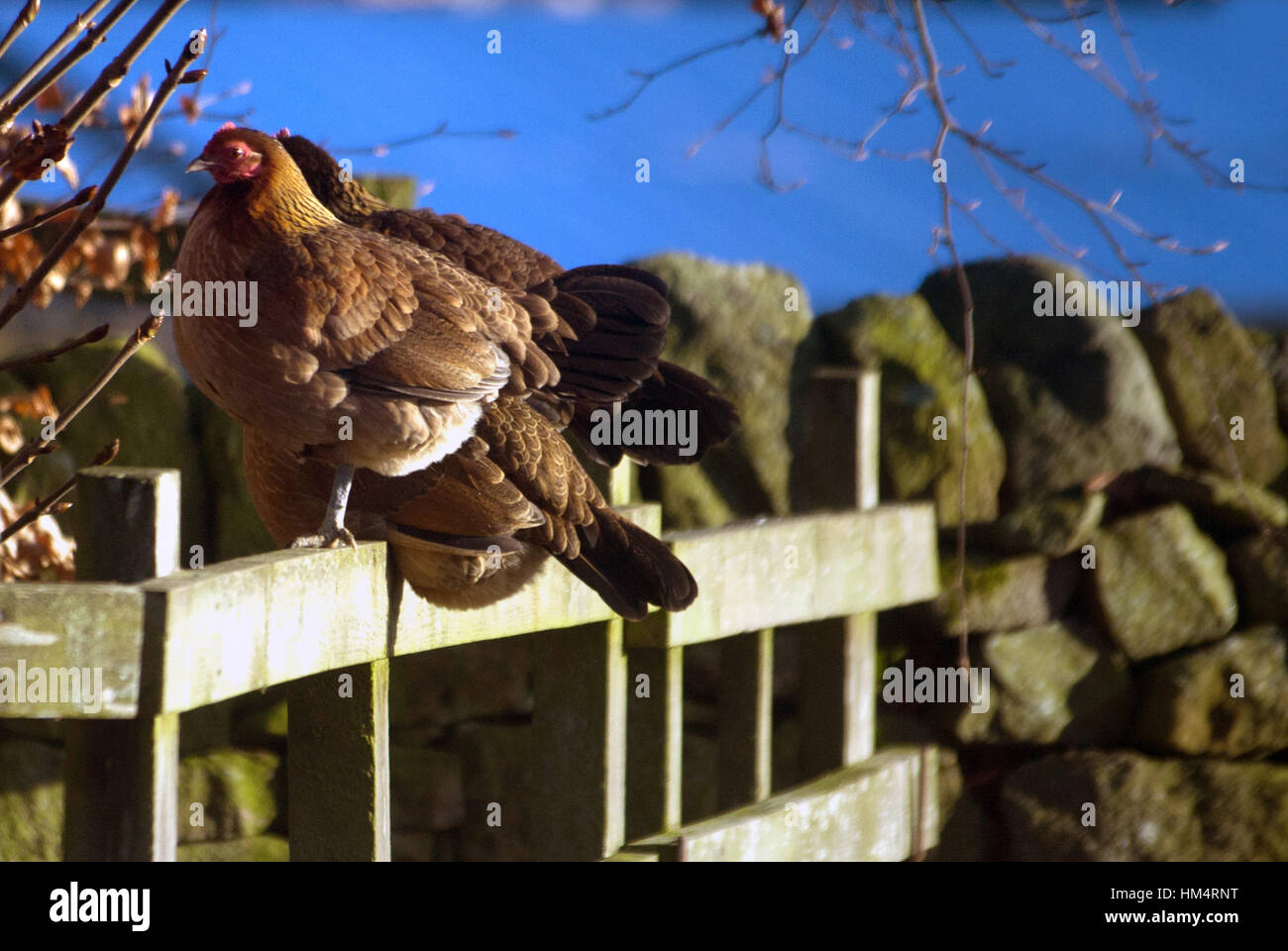 Free range chickens fence hi-res stock photography and images - Alamy