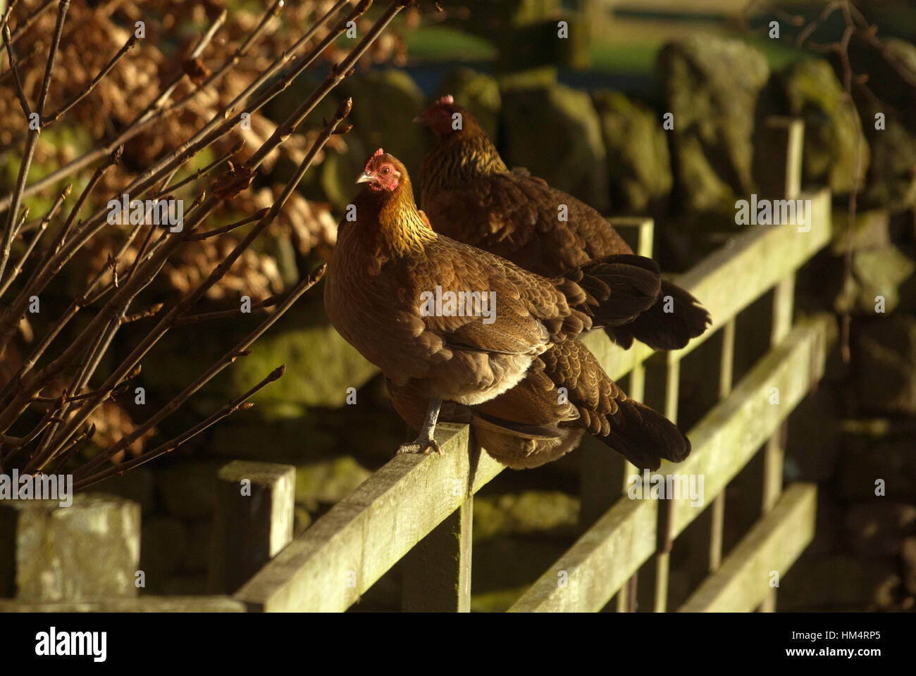 Free Range Chickens Fence Stock Photos & Free Range Chickens Fence ...