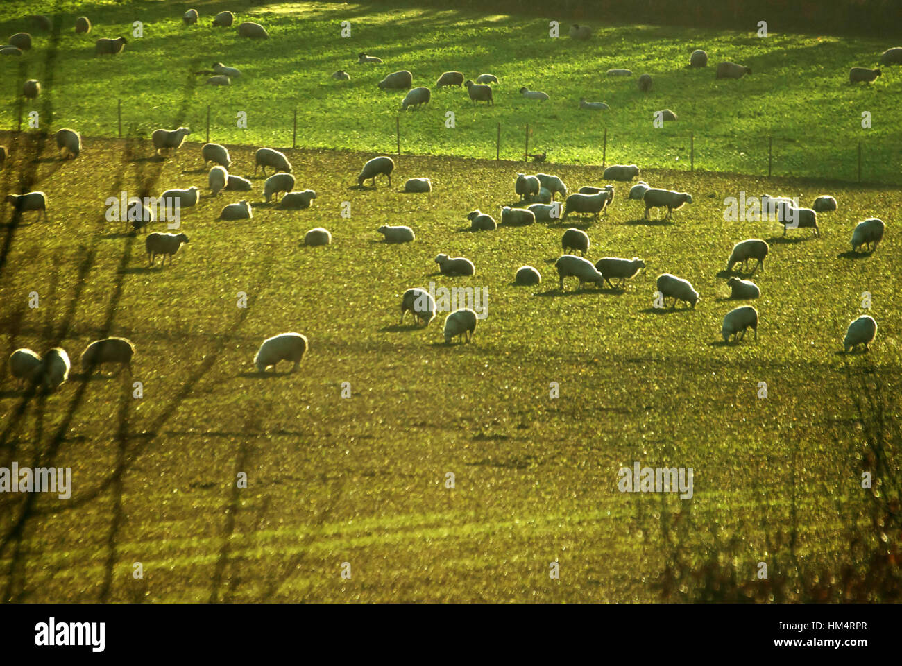 Flock of sheep, Northumberland Stock Photo - Alamy