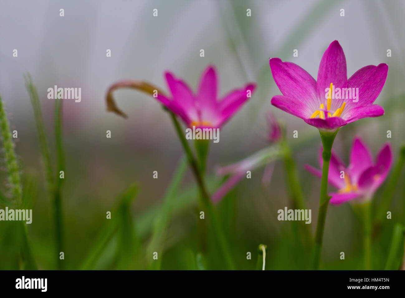 Beautiful pink flowers Stock Photo - Alamy