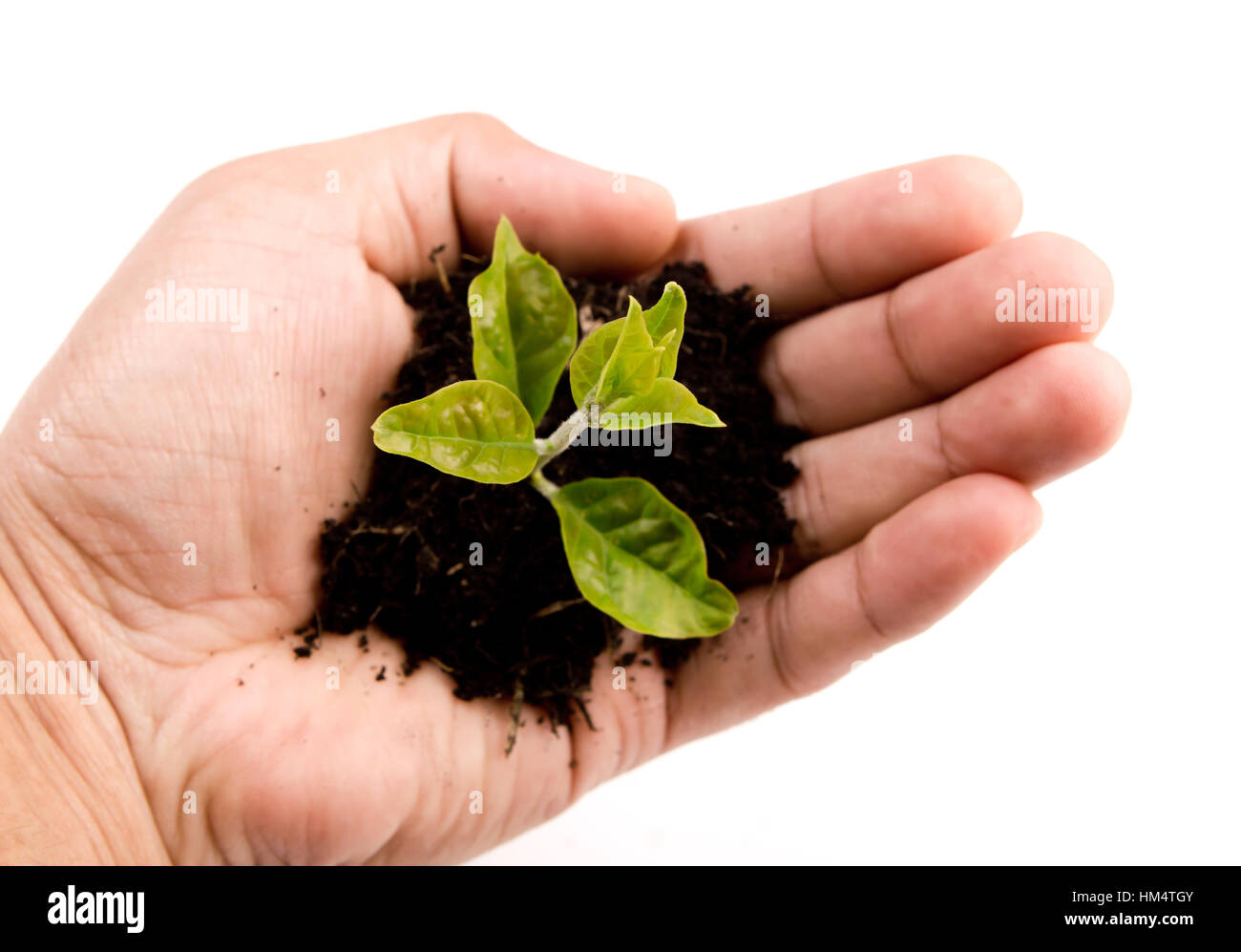 Young plant in hand on white background Stock Photo - Alamy