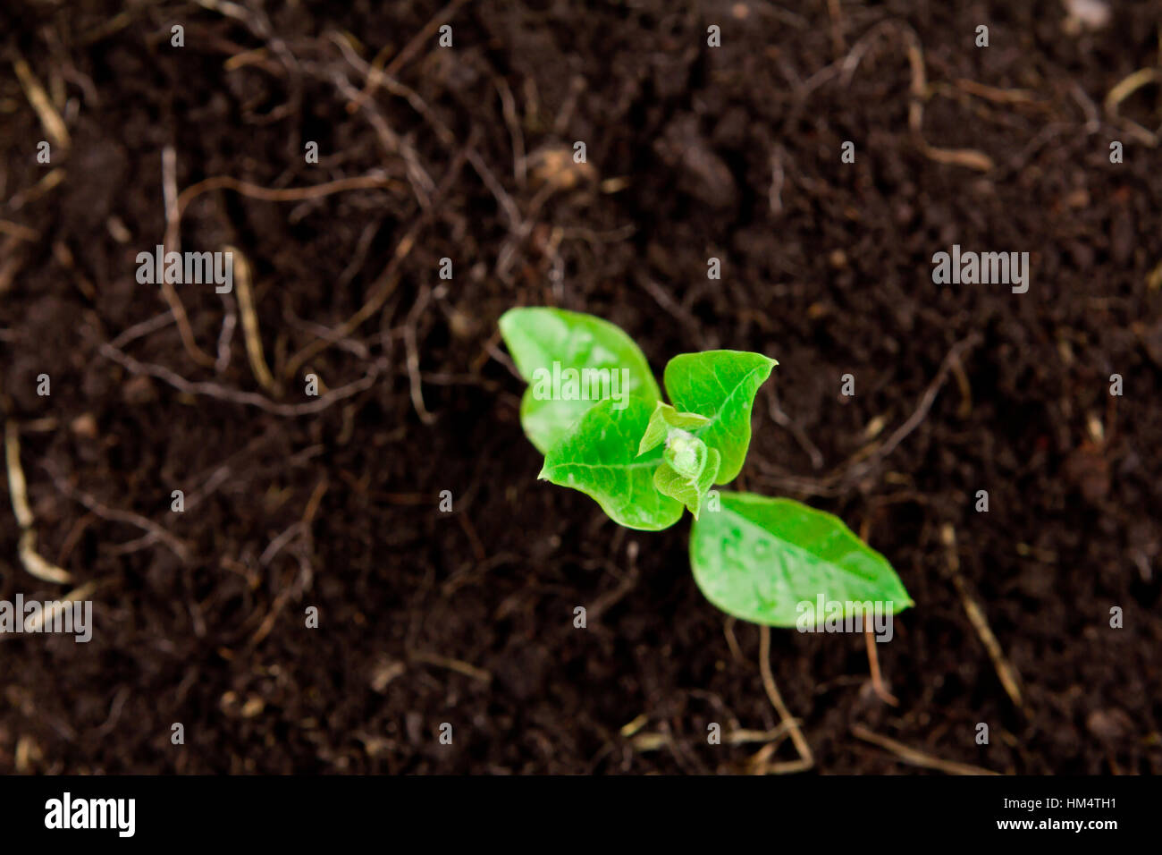 Young plant growing from the ground Stock Photo - Alamy
