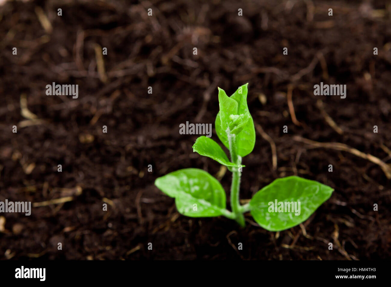 Young plant growing from the ground Stock Photo - Alamy