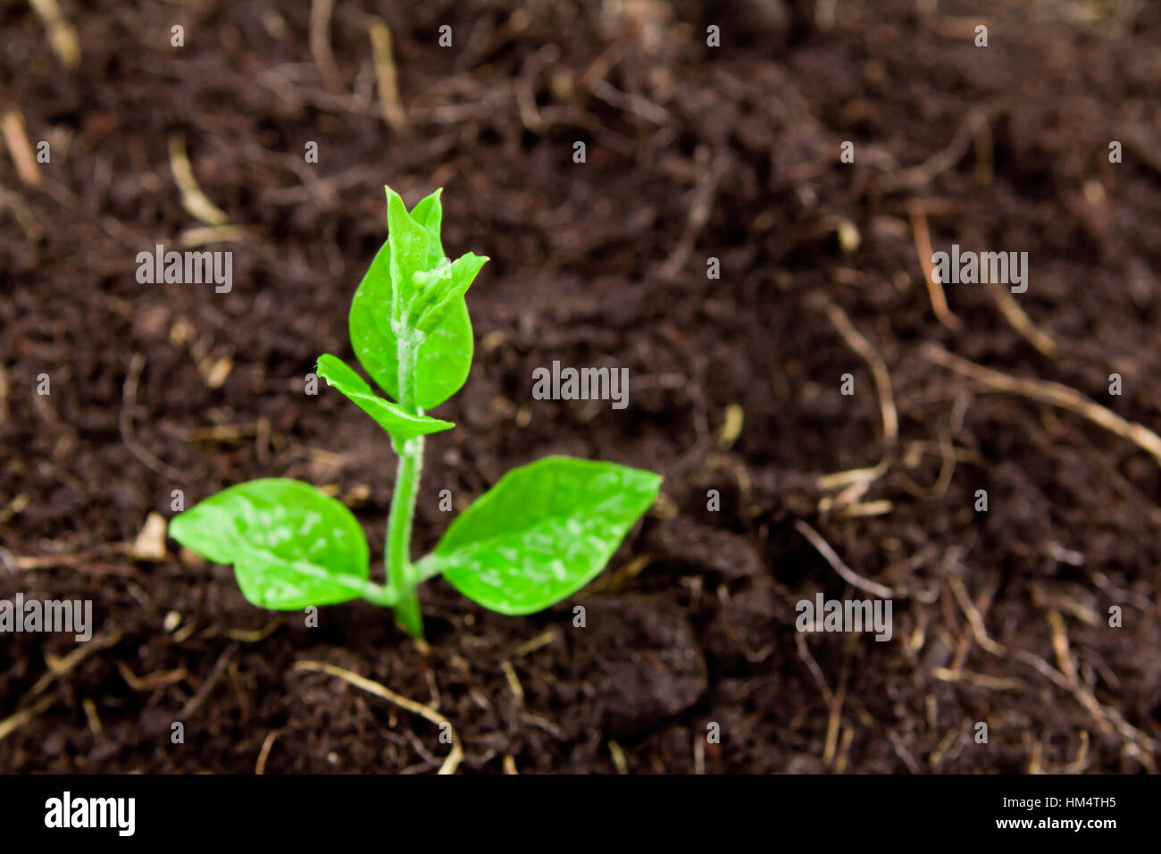 Young plant growing from the ground Stock Photo - Alamy
