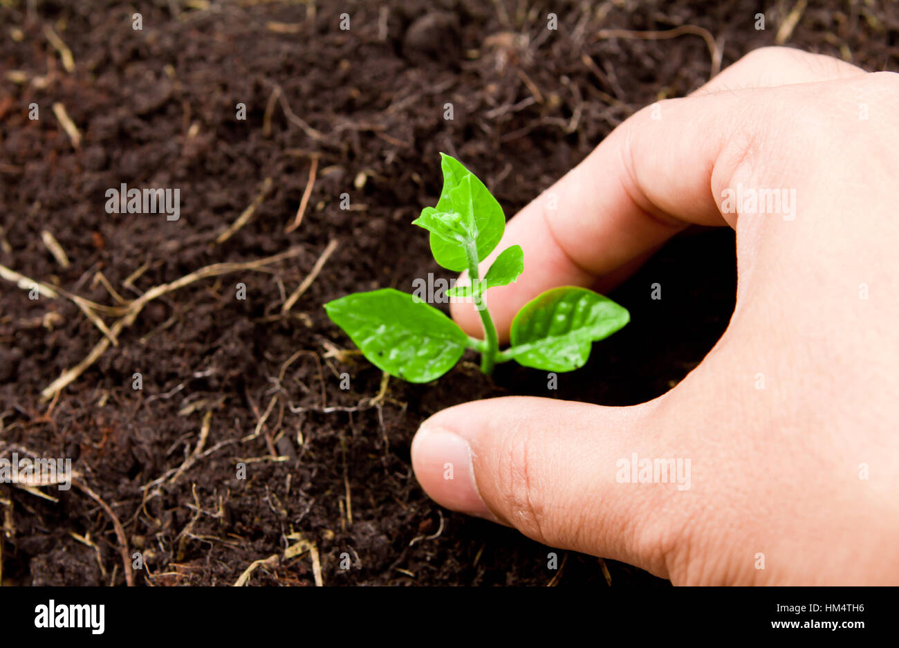 Young plant in hand on white background Stock Photo - Alamy