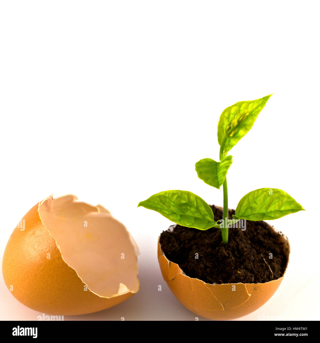 Growing green plant in egg shell isolated on white background Stock ...