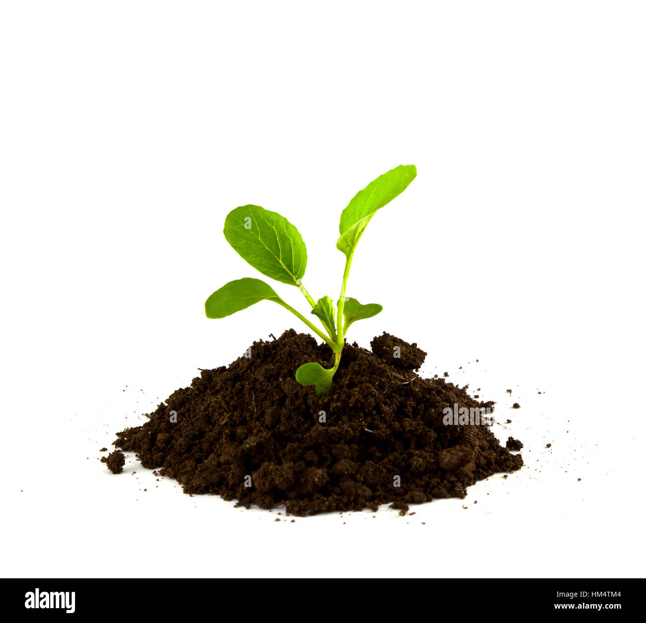 Growing green plant isolated on white background Stock Photo - Alamy