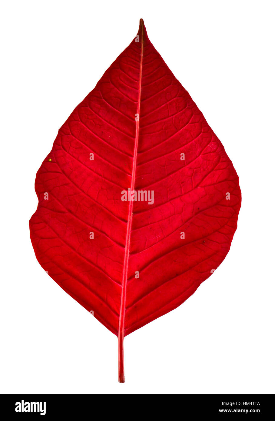 Red leaf isolated on white Stock Photo - Alamy