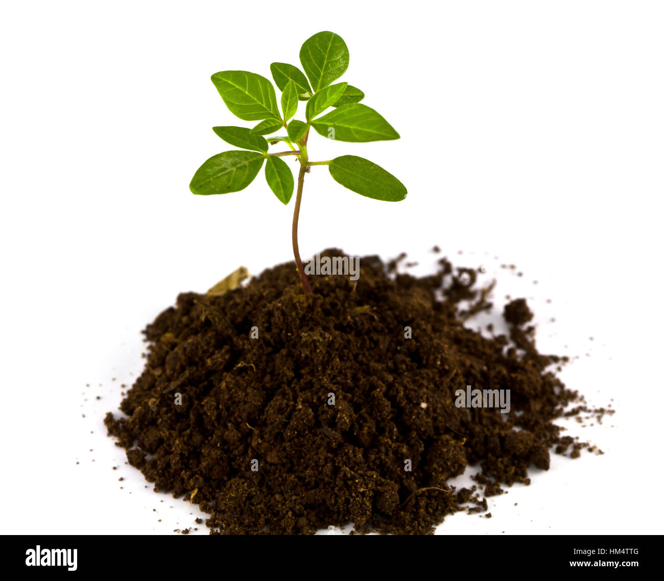 Growing green plant isolated on white background Stock Photo - Alamy