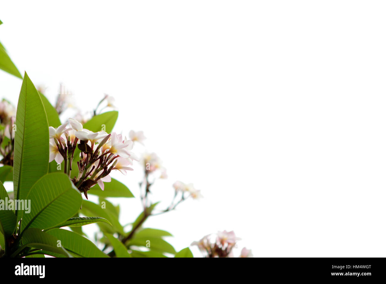 Lan thom flower hi-res stock photography and images - Alamy
