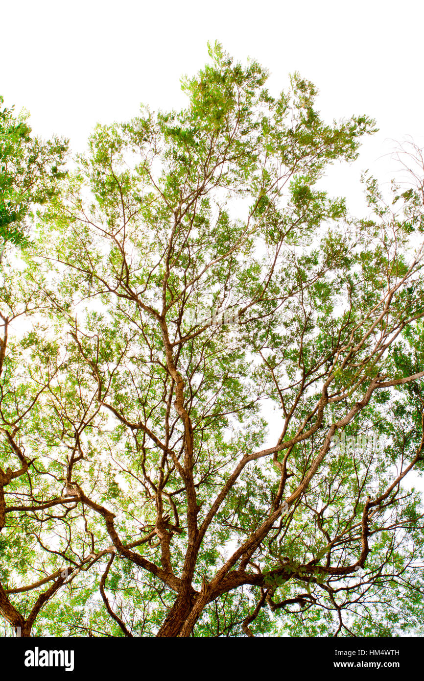 Tree in forest Stock Photo - Alamy