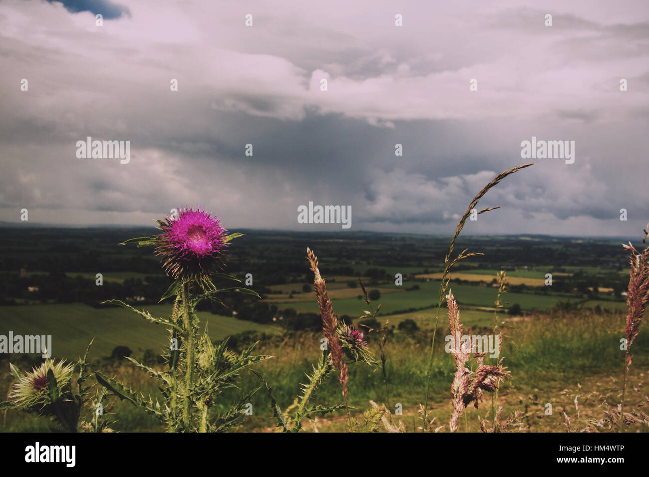 Pink thistle against view over the Chilterns in Buckinghamshire ...