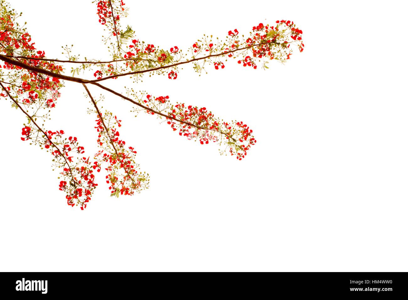 Branch of beautiful orange flower isolated on white background Stock Photo - Alamy