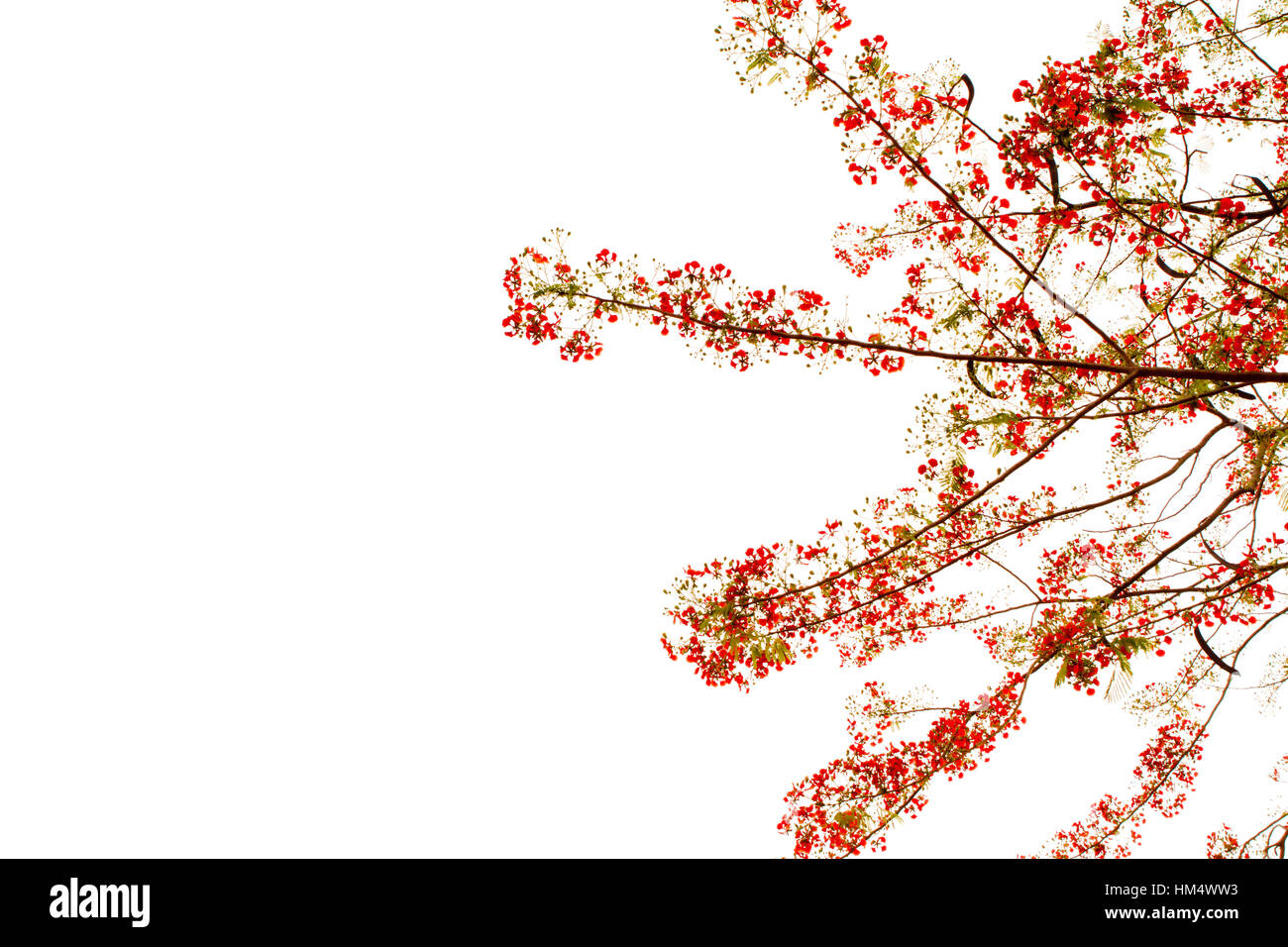 Branch of beautiful orange flower isolated on white background Stock Photo - Alamy