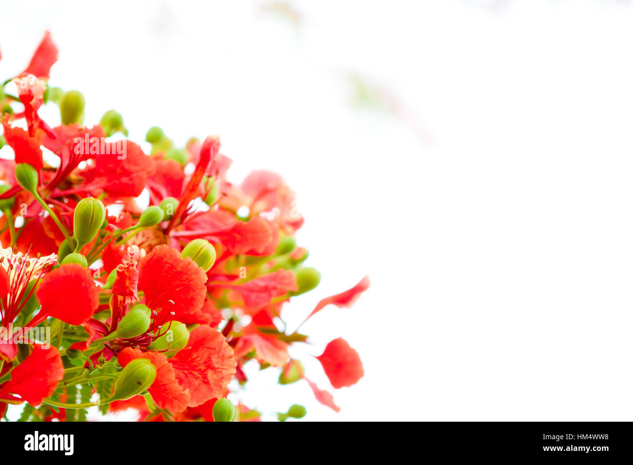 Branch of beautiful orange flower isolated on white background Stock Photo - Alamy