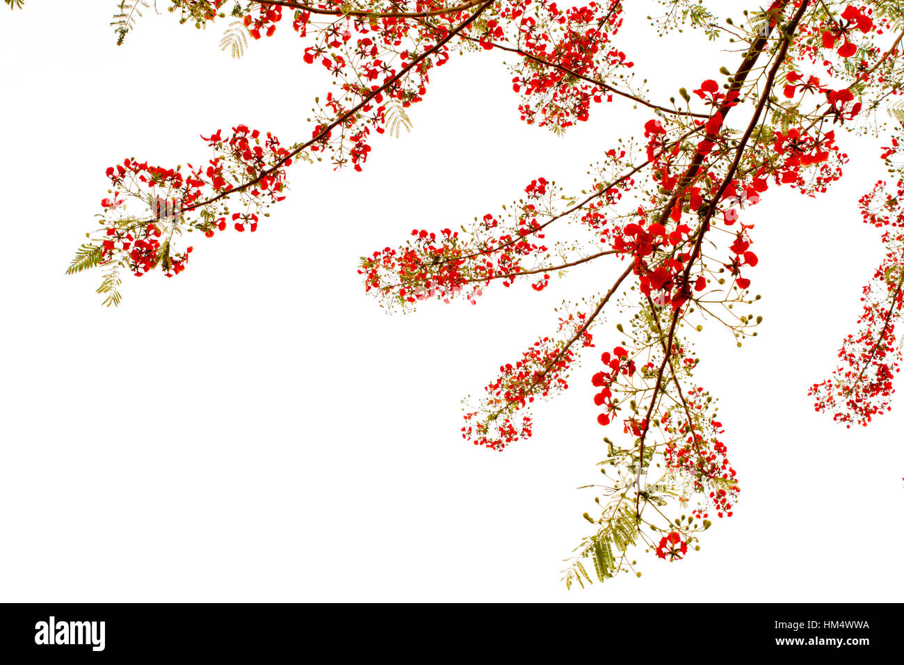 Branch of beautiful orange flower isolated on white background Stock Photo - Alamy