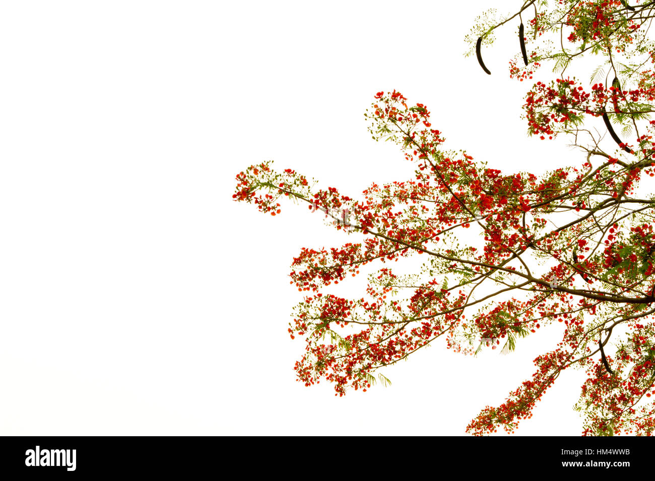 Branch of beautiful orange flower isolated on white background Stock Photo - Alamy