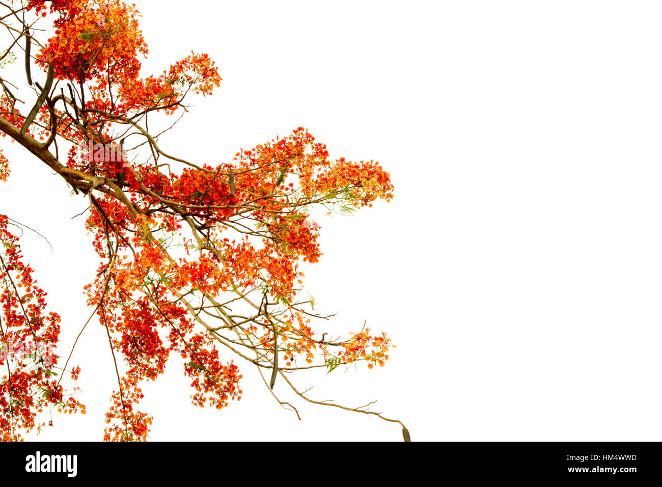 Branch of beautiful orange flower isolated on white background Stock Photo - Alamy