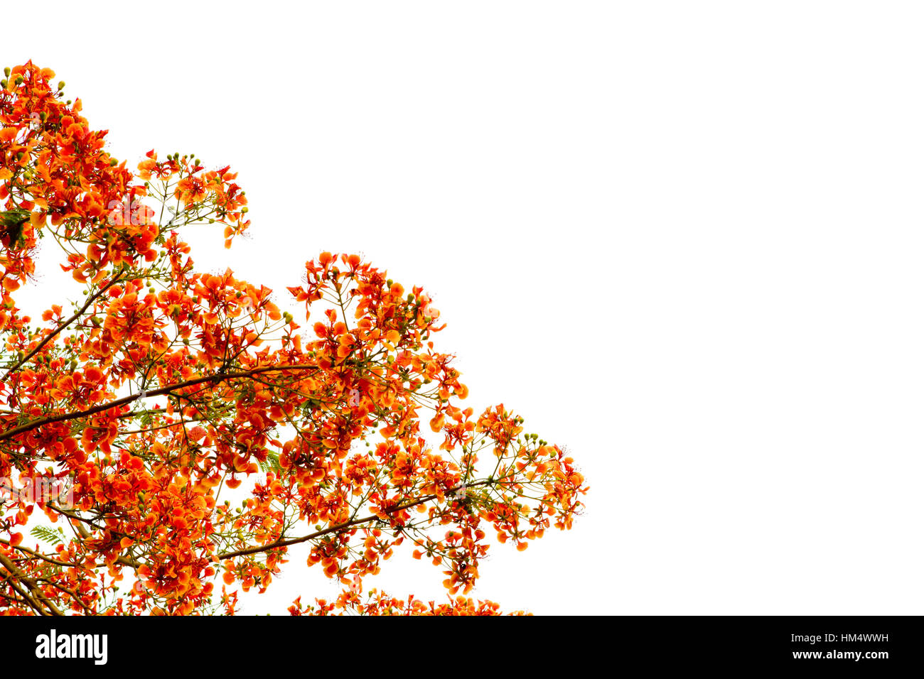 Branch of beautiful orange flower isolated on white background Stock Photo - Alamy