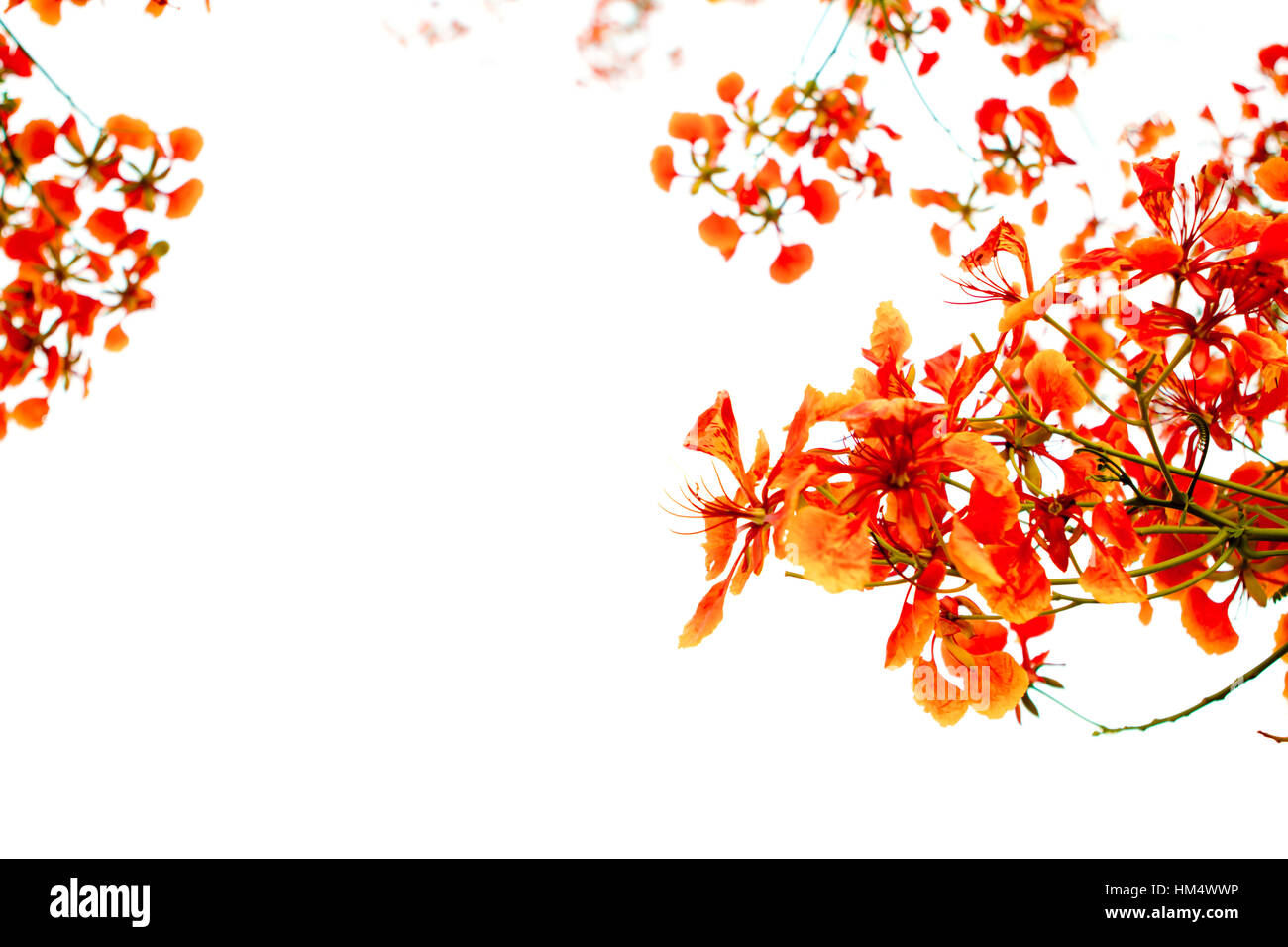 Branch of beautiful orange flower isolated on white background Stock Photo - Alamy
