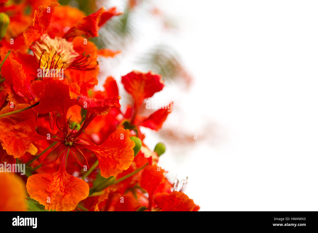 Branch of beautiful orange flower isolated on white background Stock Photo - Alamy