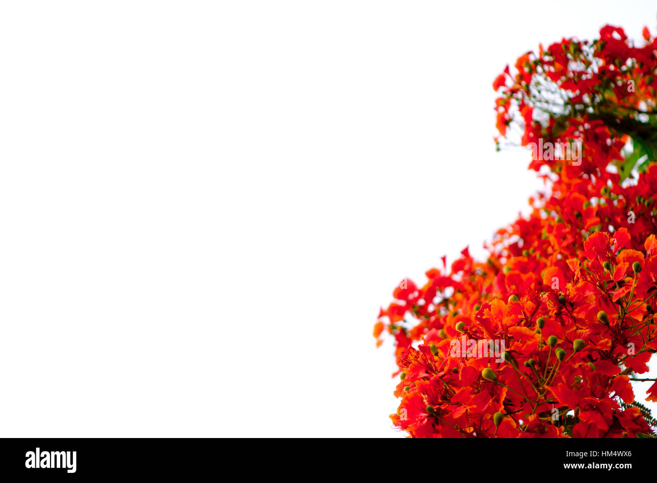 Branch of beautiful orange flower isolated on white background Stock Photo - Alamy