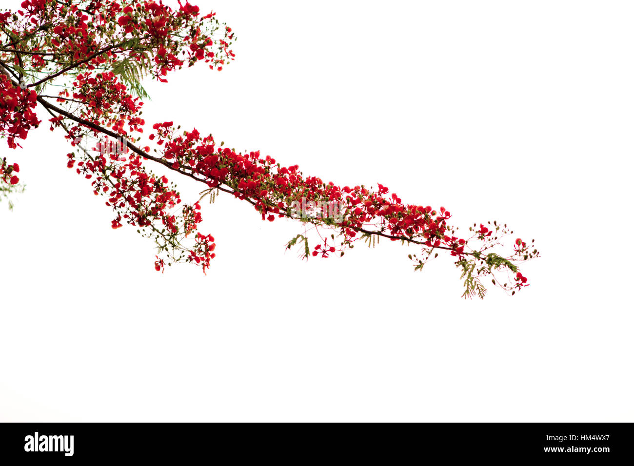 Branch of beautiful orange flower isolated on white background Stock Photo - Alamy