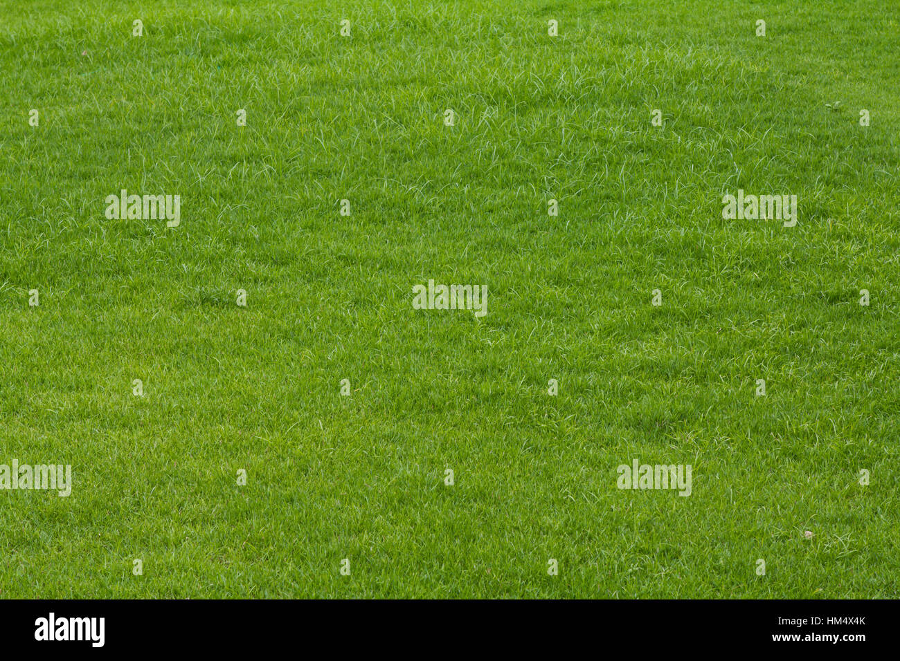 Beautiful green lawns perfectly cut for background Stock Photo - Alamy