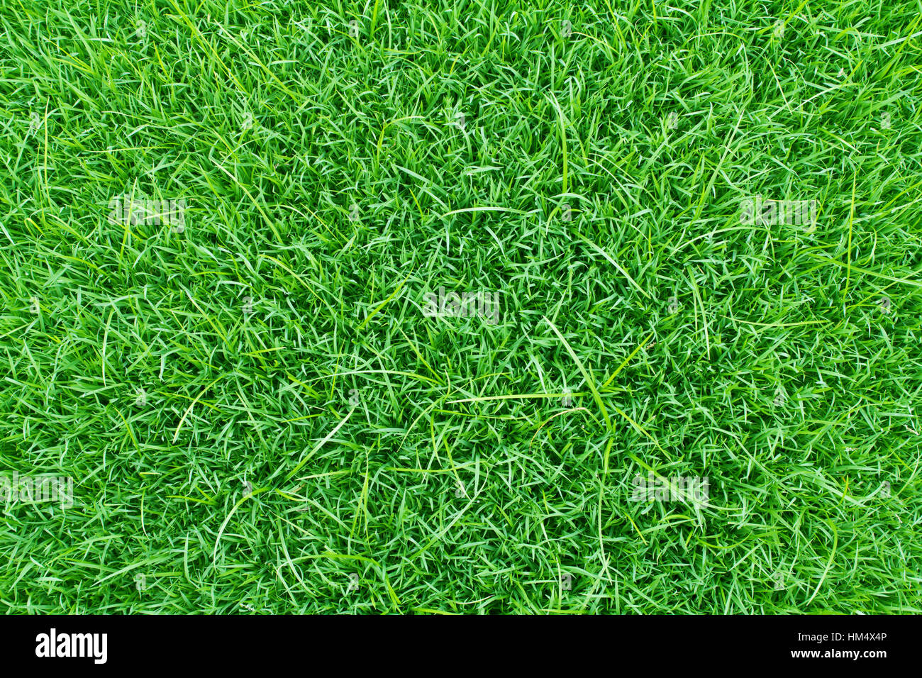 Green grass surface Stock Photo - Alamy