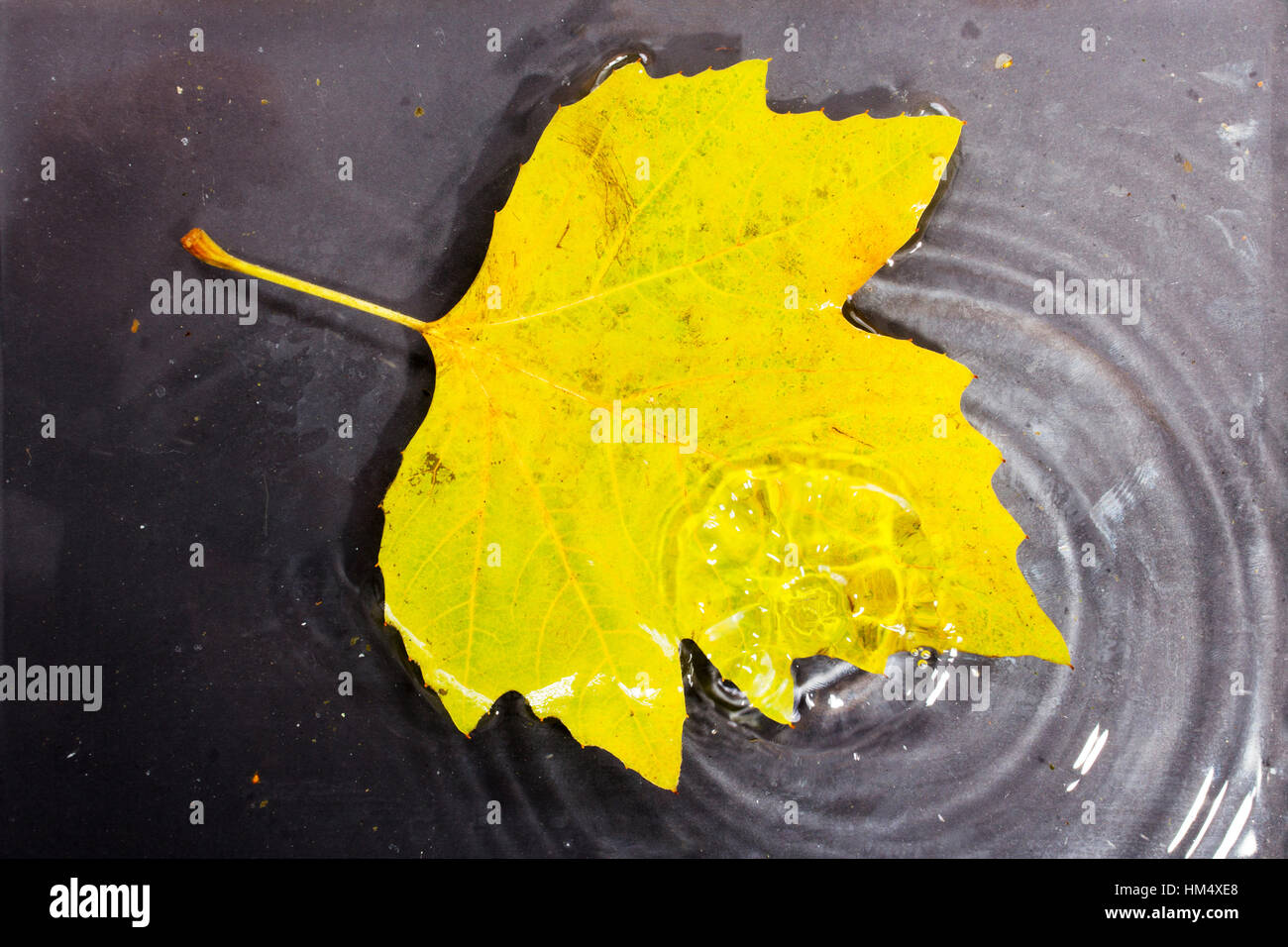 Bright colourful autumn leaf floating in water with ripples Stock Photo - Alamy