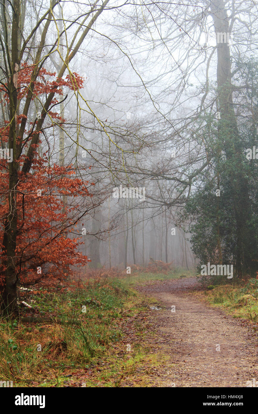 English woodland on a foggy misty January morning Stock Photo - Alamy