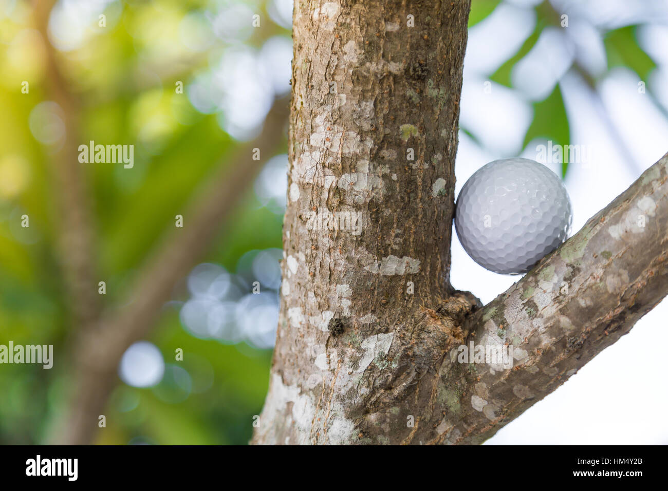 Golf ball in tree Stock Photo - Alamy