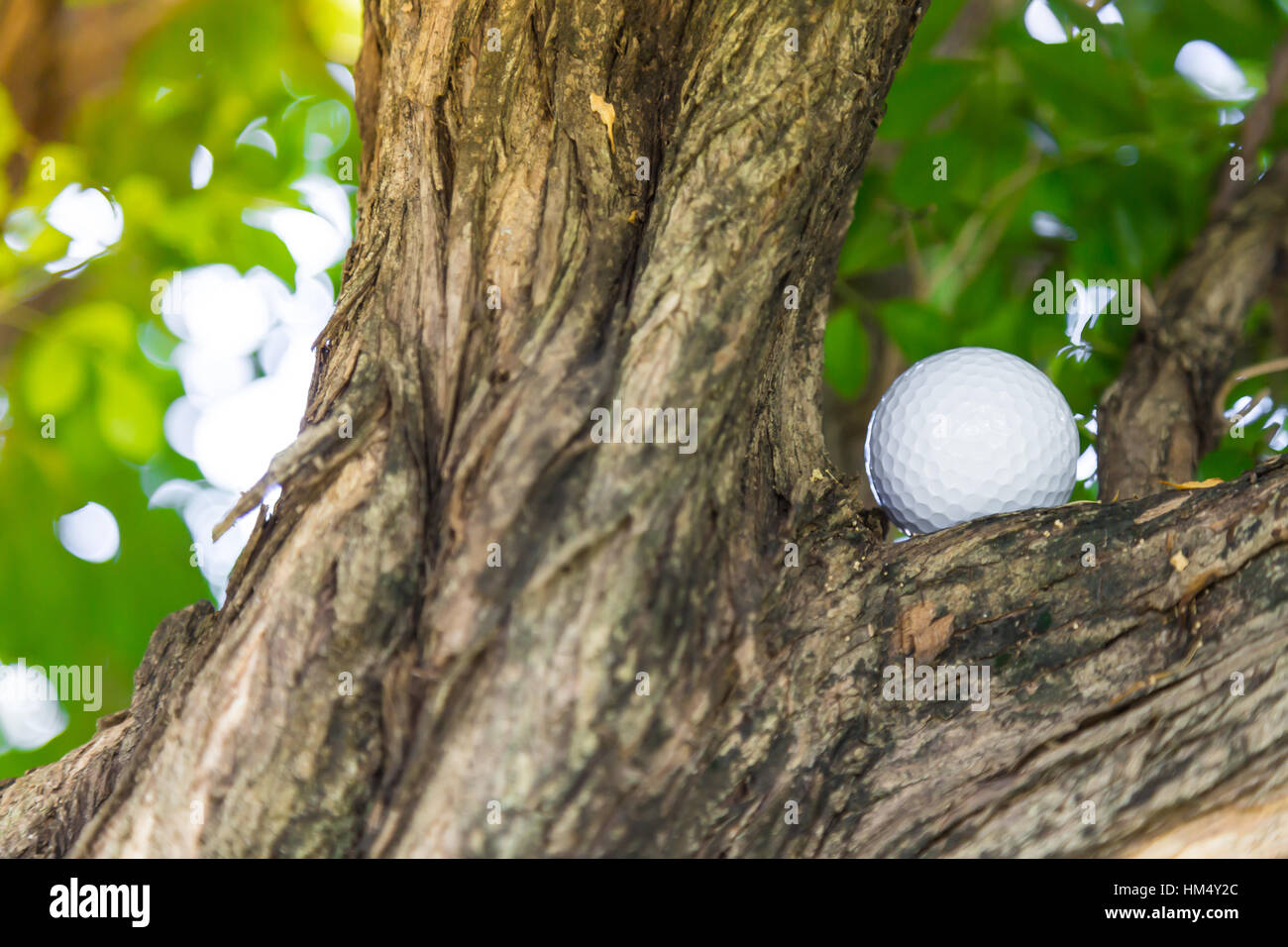 Golf ball in tree Stock Photo - Alamy