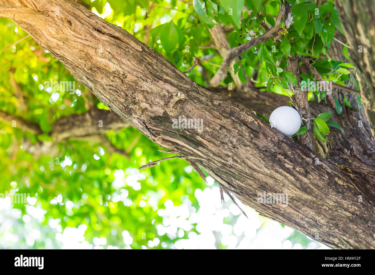Golf ball in tree Stock Photo - Alamy