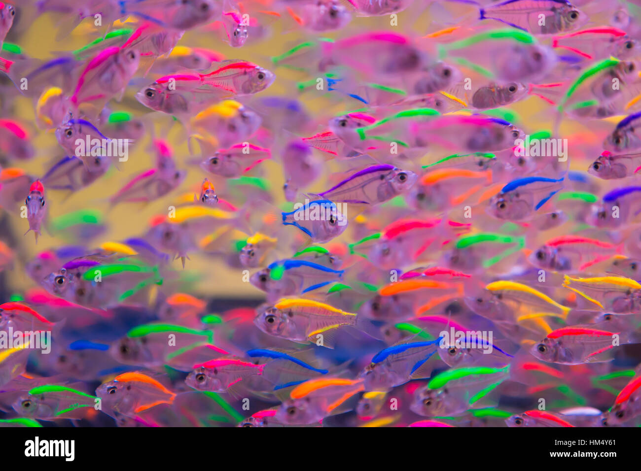 Beautiful little fish in an aquarium Stock Photo - Alamy