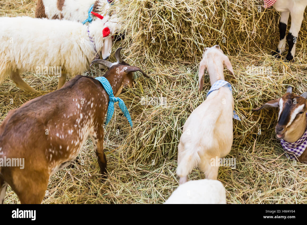 Goat eating grass Stock Photo - Alamy