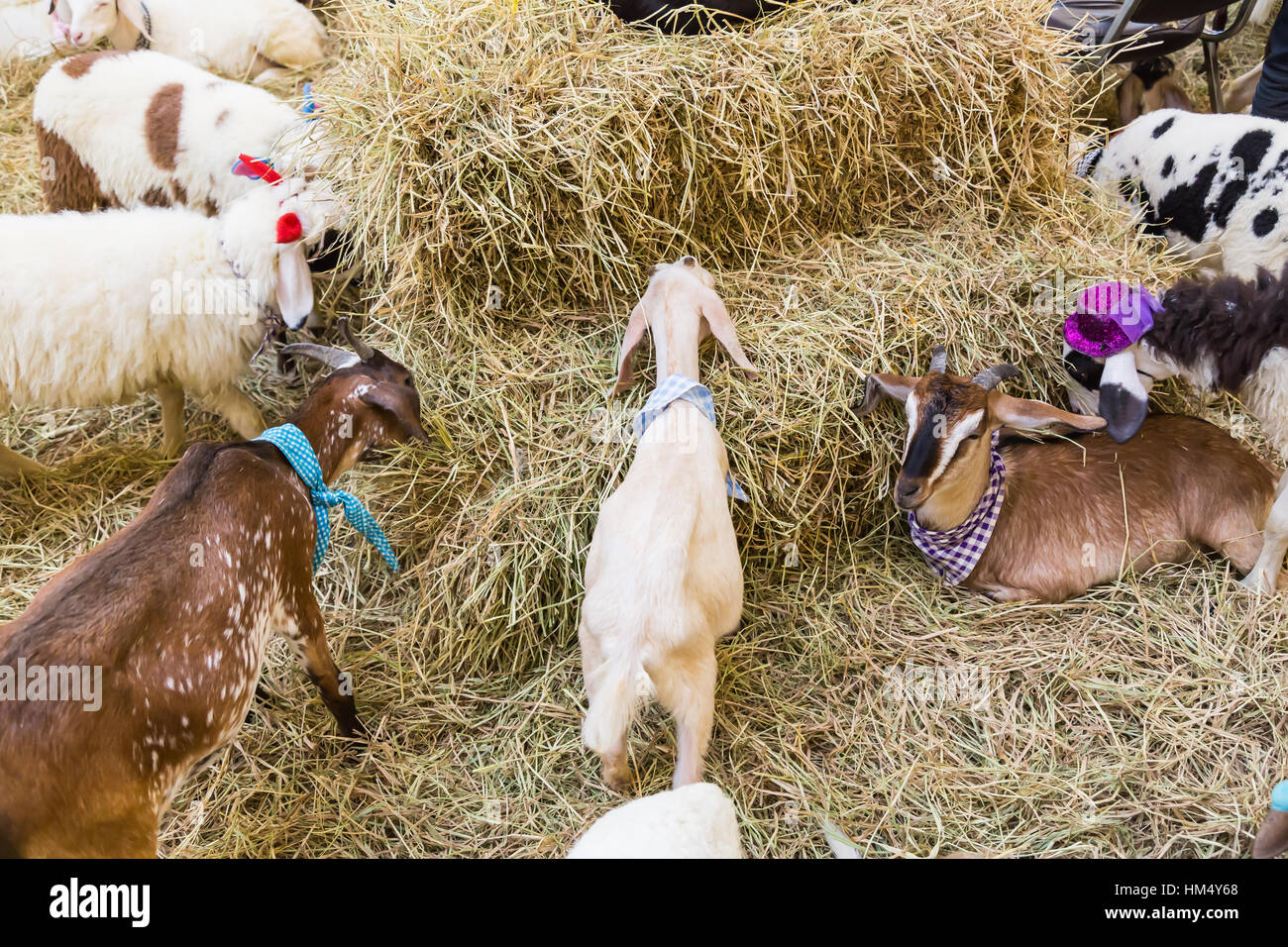 Goat eating grass Stock Photo - Alamy