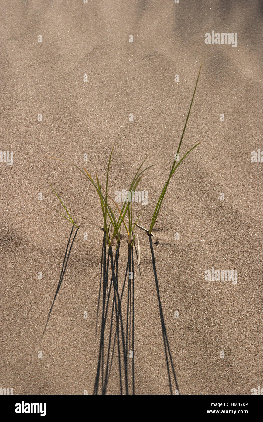 Grass in sand dune Stock Photo - Alamy