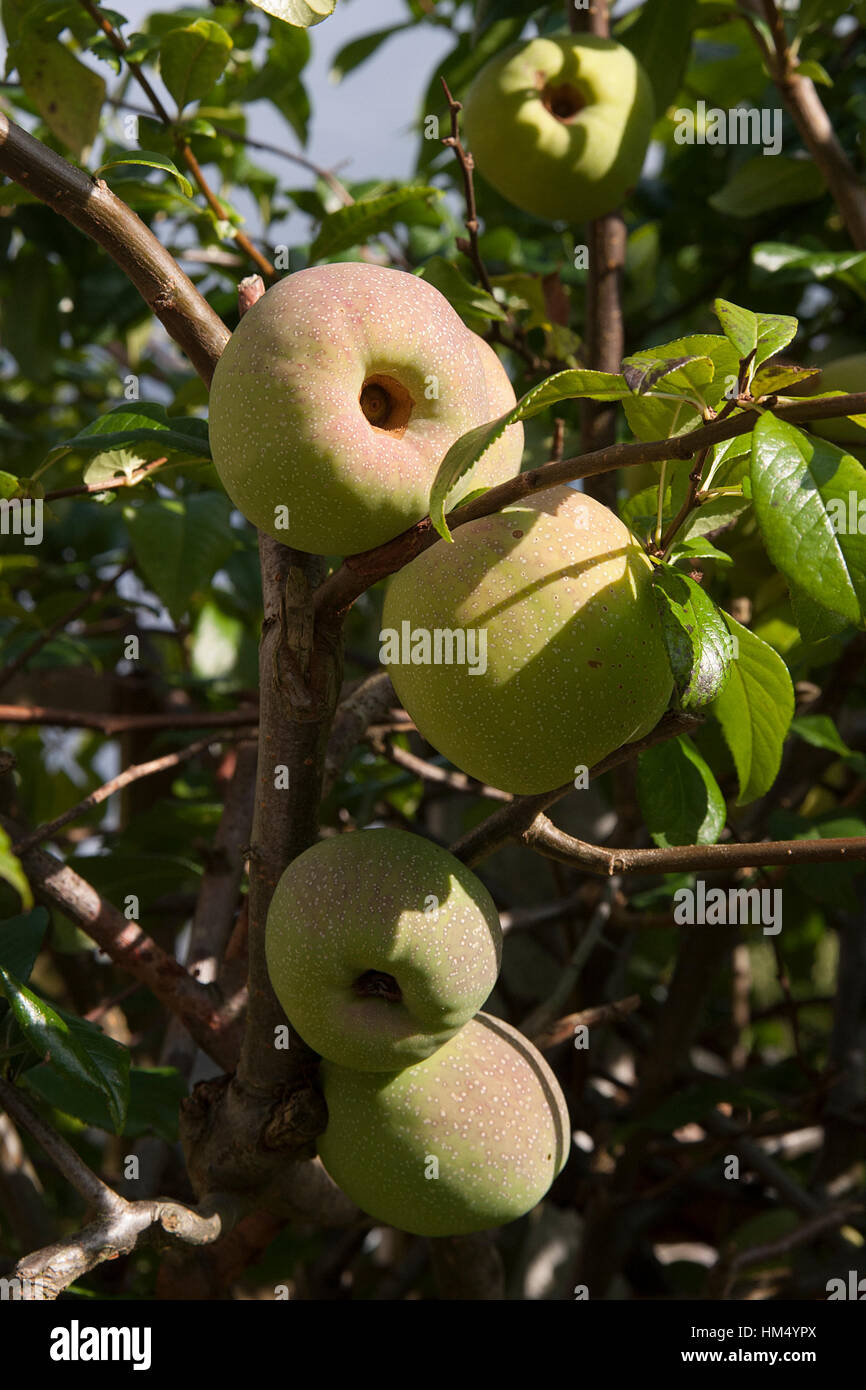 Unripe quince fruit on tree Stock Photo - Alamy Unripe quince fruit on tree Stock Photo - Alamy