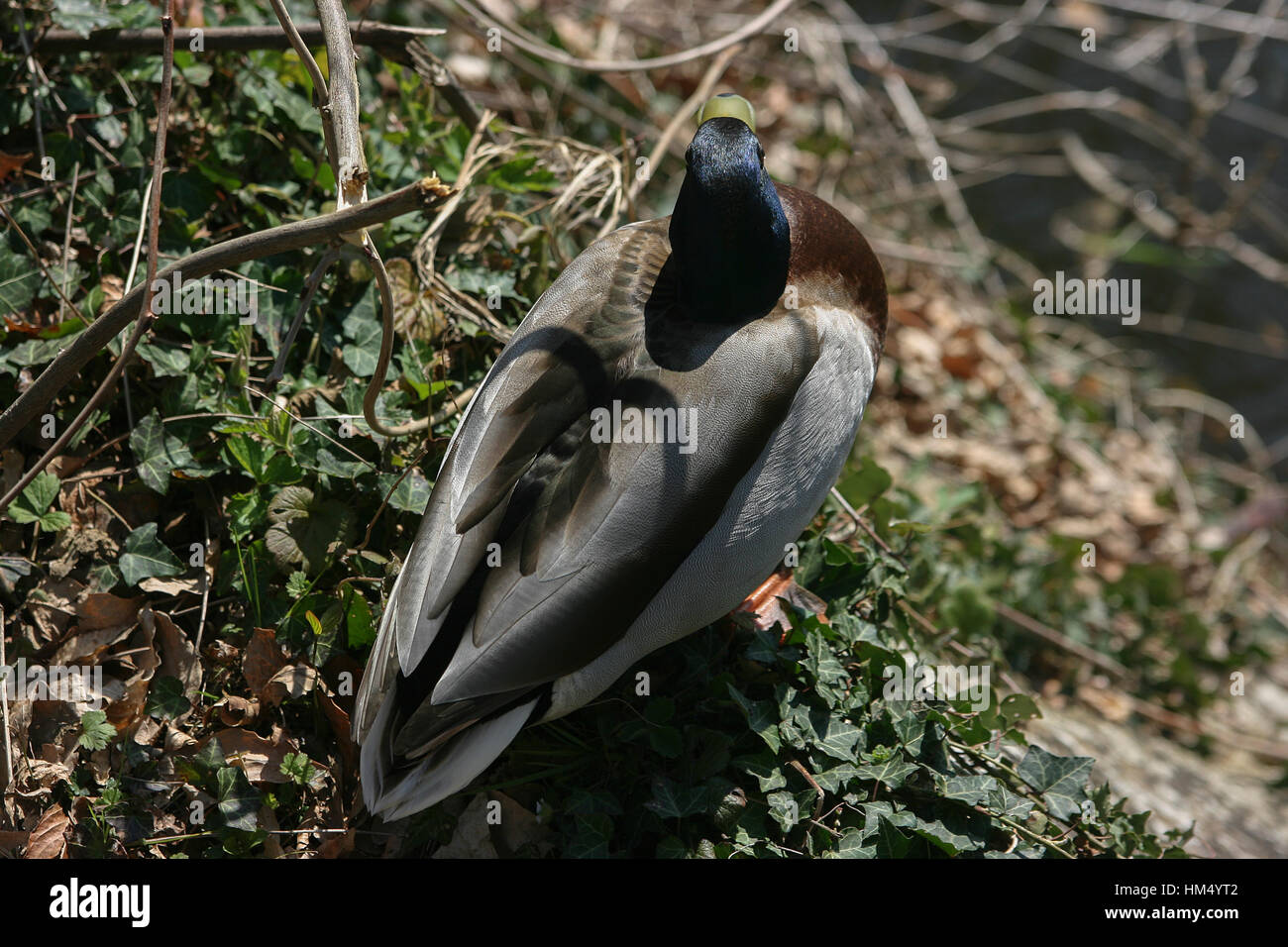 A Mallard duck resting by a river bank Stock Photo - Alamy