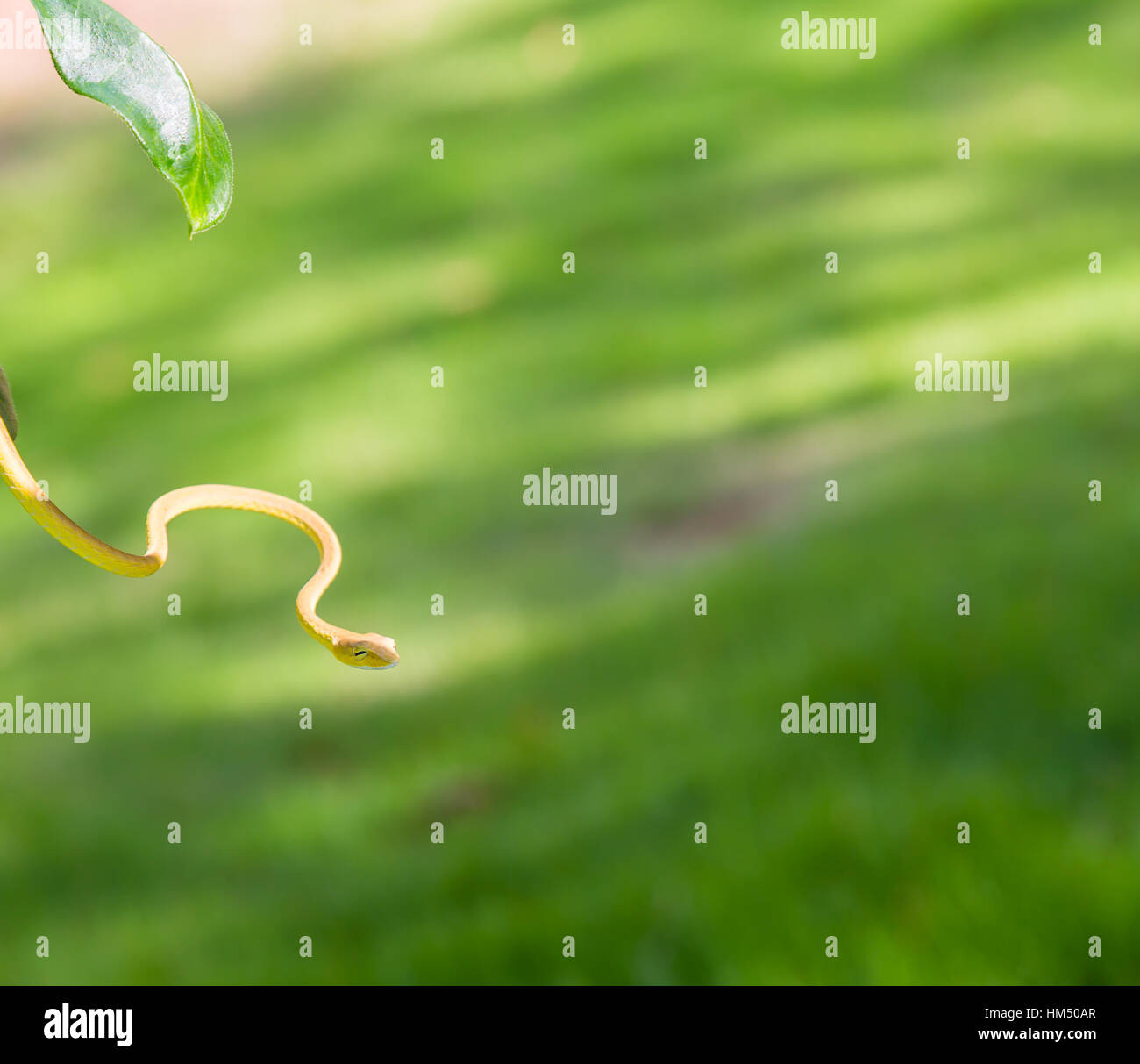 Snake eyes film hi-res stock photography and images - Alamy